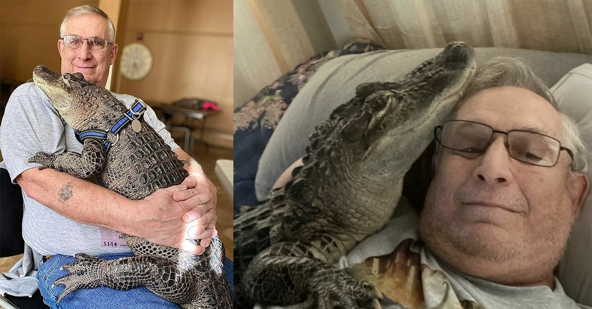 Amerikansk man har en alligator som känslomässigt stöd-djur – försöker ...