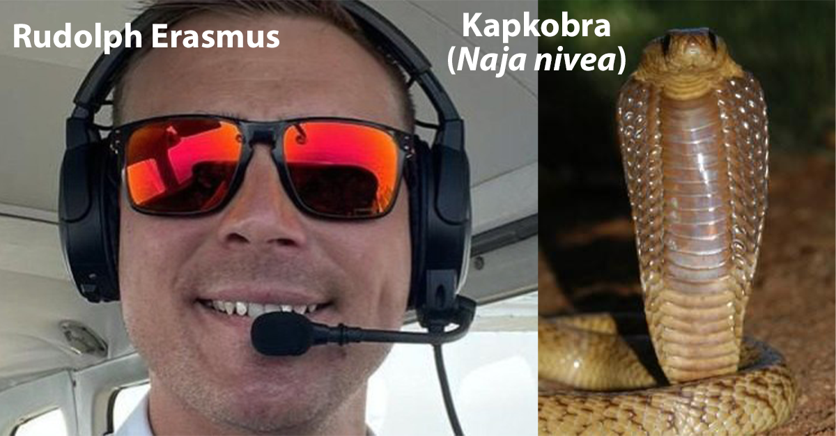 Snake on a Plane – sydafrikansk pilot attackeras av dödligt giftig ...